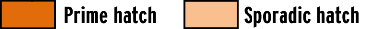 Hatch Chart – Reel Anglers Fly Shop